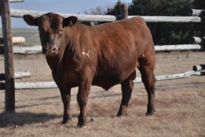 Herd Sires | Cross Diamond Cattle