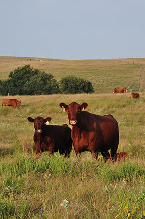 The Cowherd | Cross Diamond Cattle