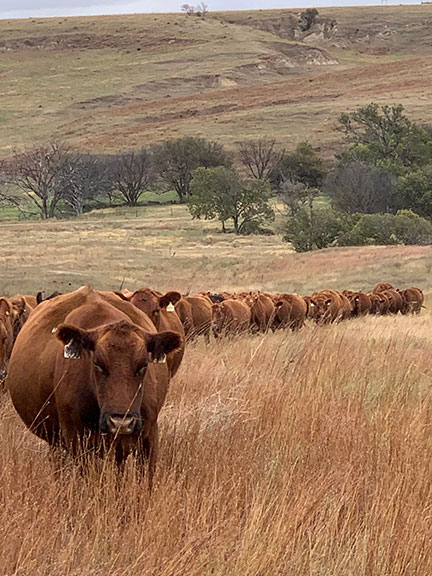 The Cowherd | Cross Diamond Cattle