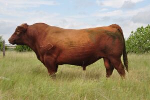 Herd Sires | Cross Diamond Cattle