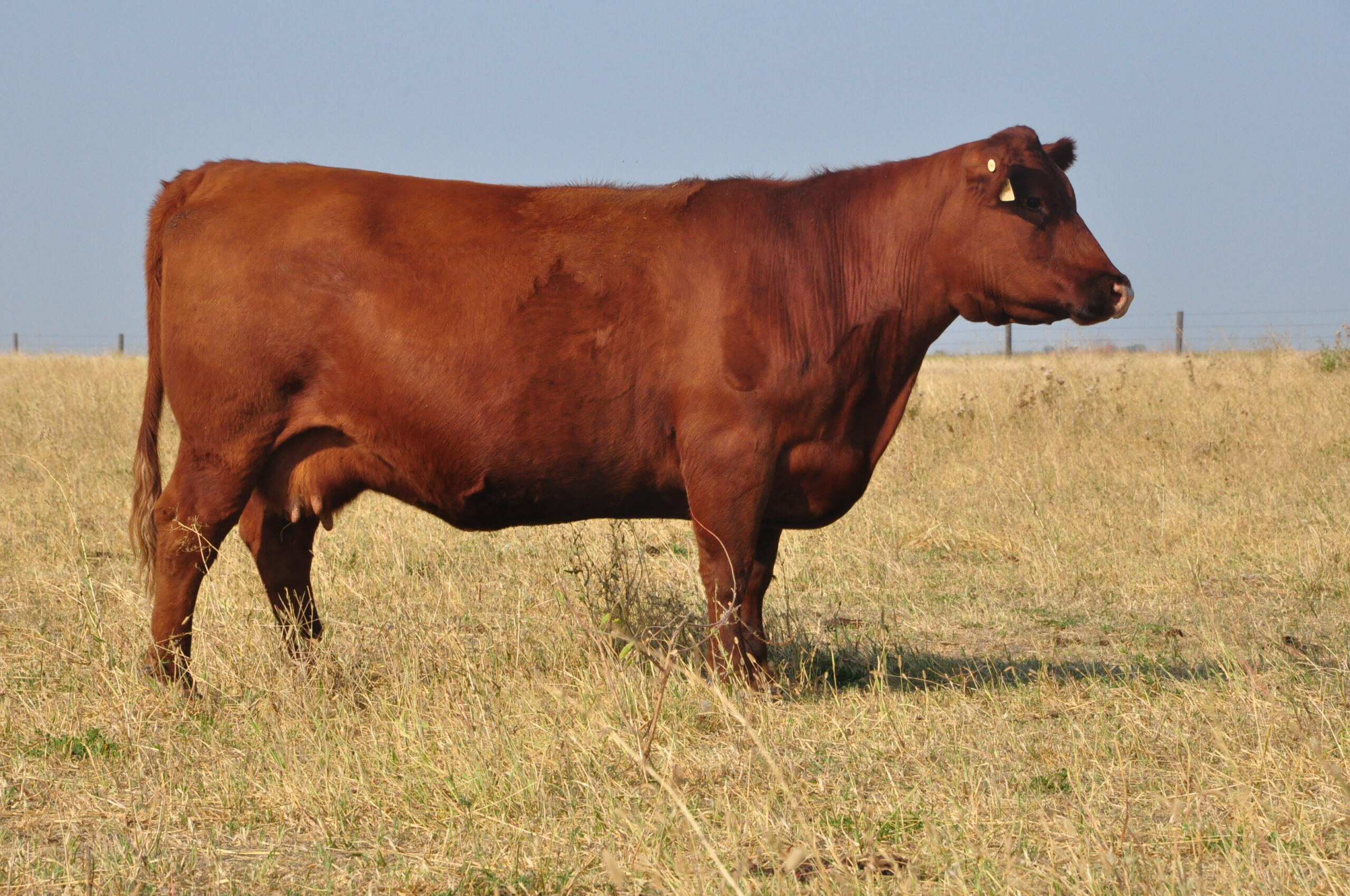 The Cowherd | Cross Diamond Cattle