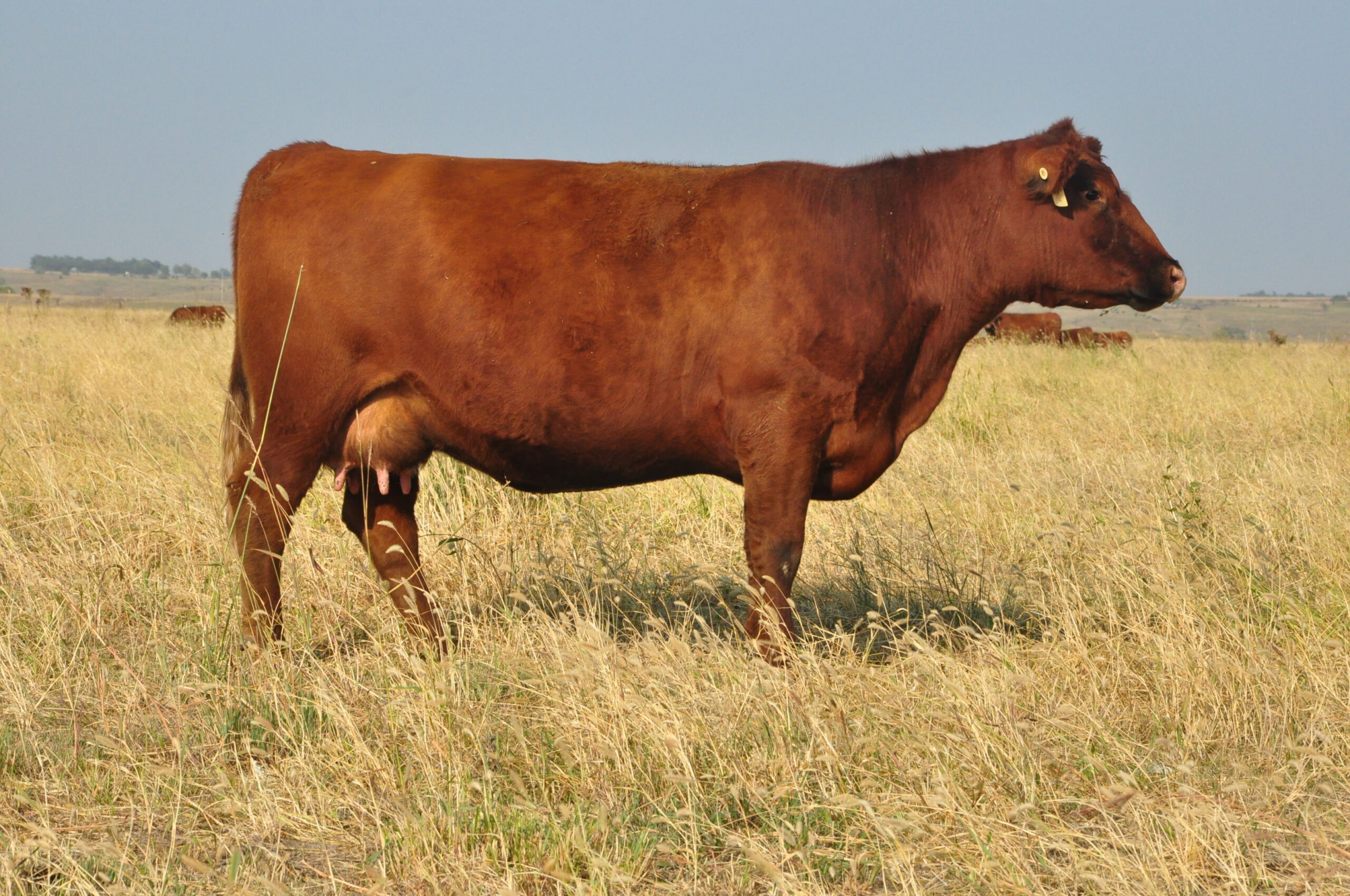 The Cowherd | Cross Diamond Cattle