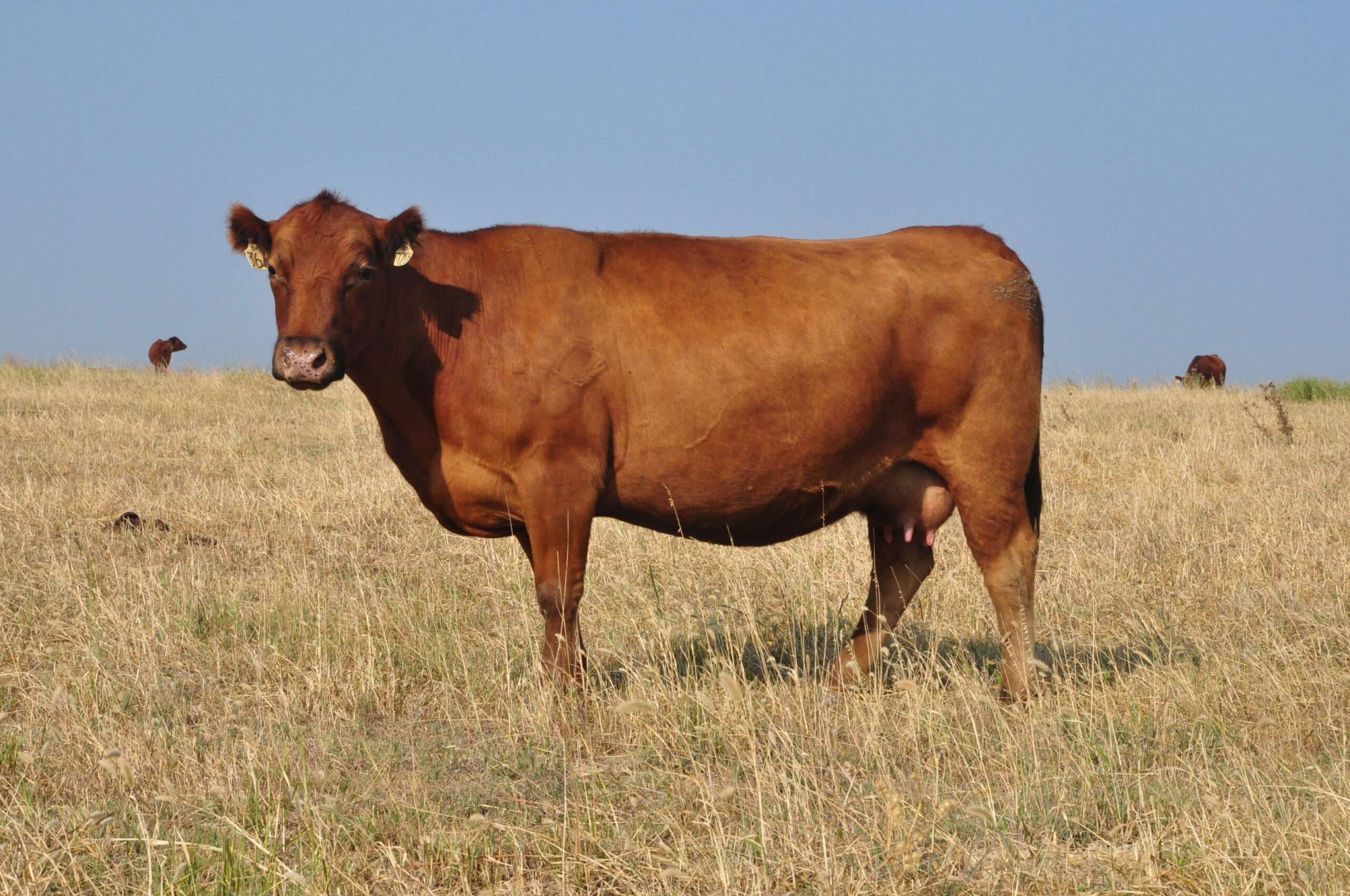 The Cowherd | Cross Diamond Cattle