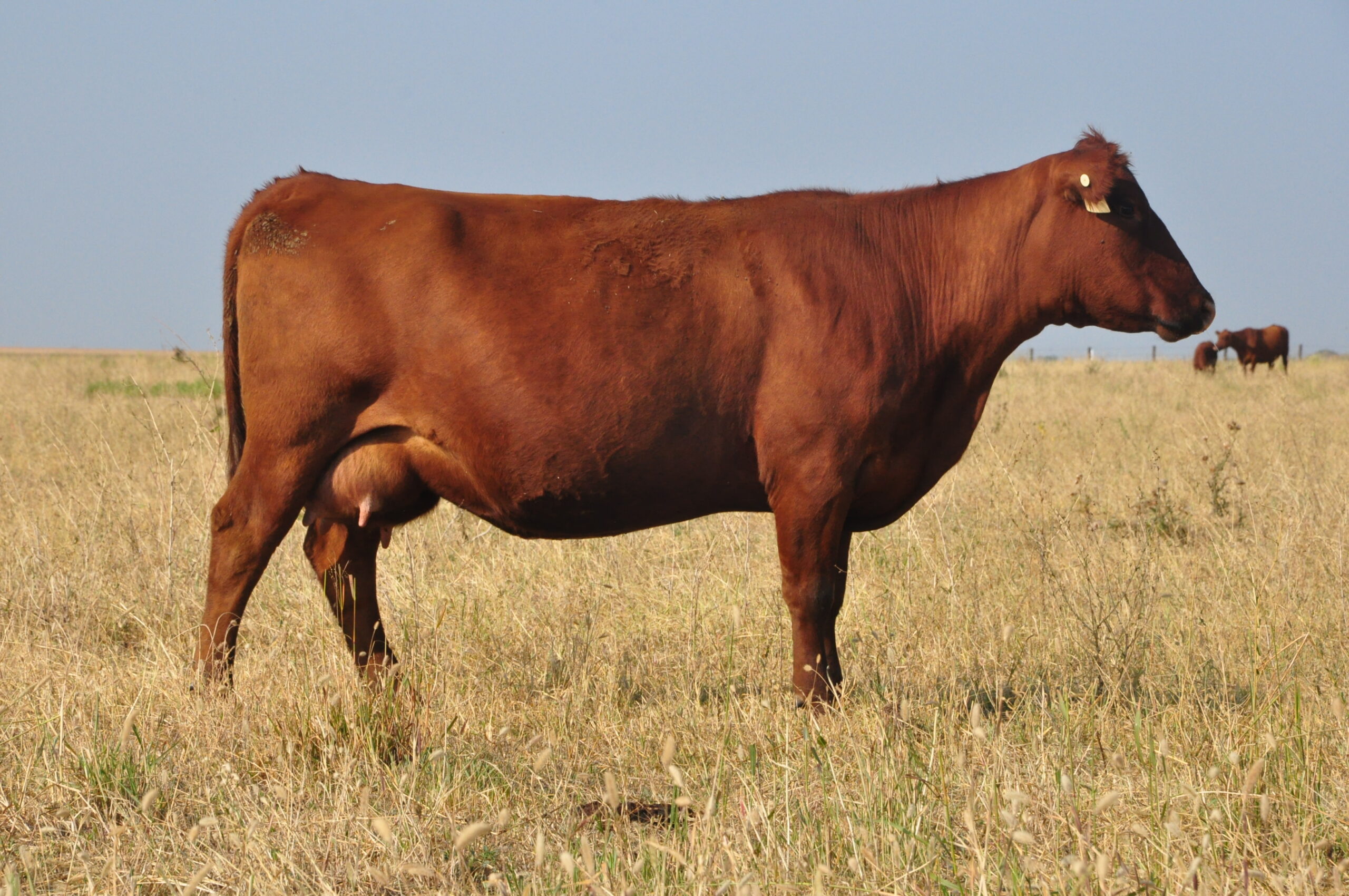 The Cowherd | Cross Diamond Cattle