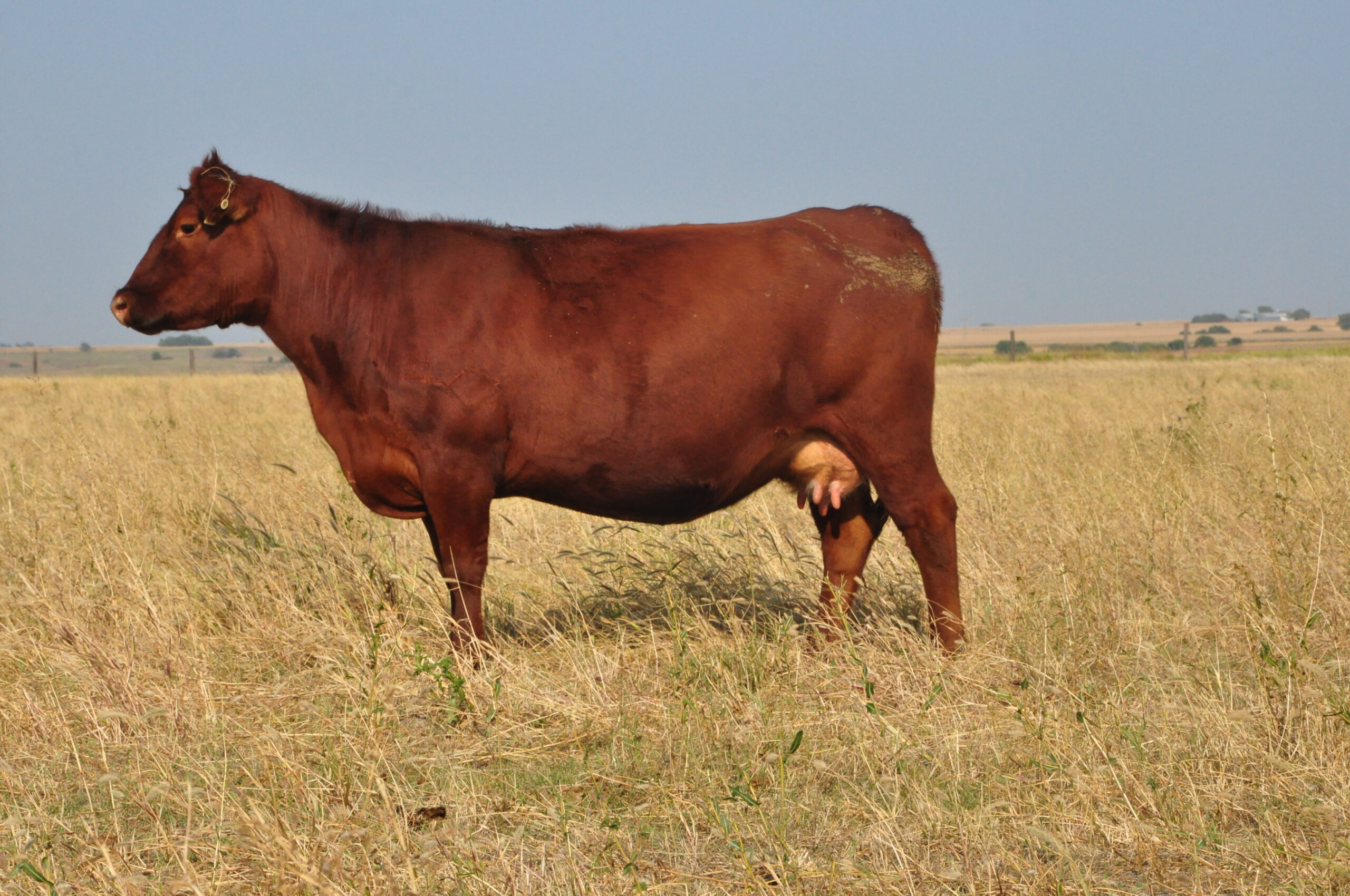The Cowherd | Cross Diamond Cattle
