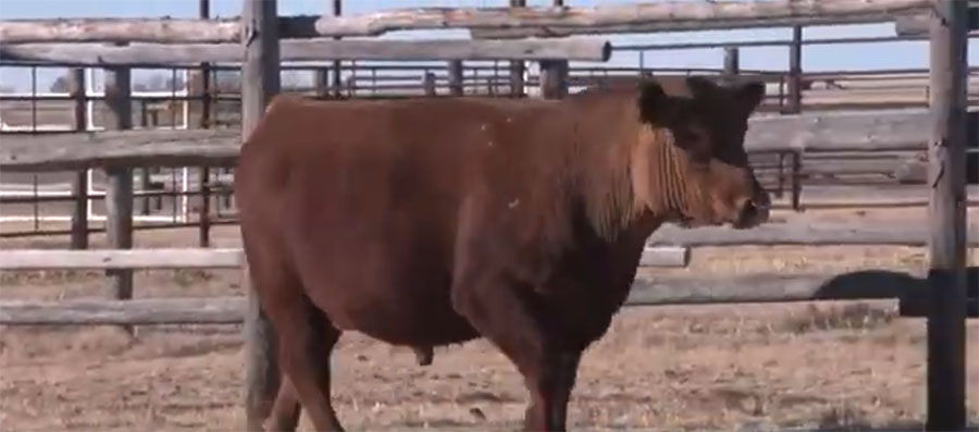 Sale | Cross Diamond Cattle